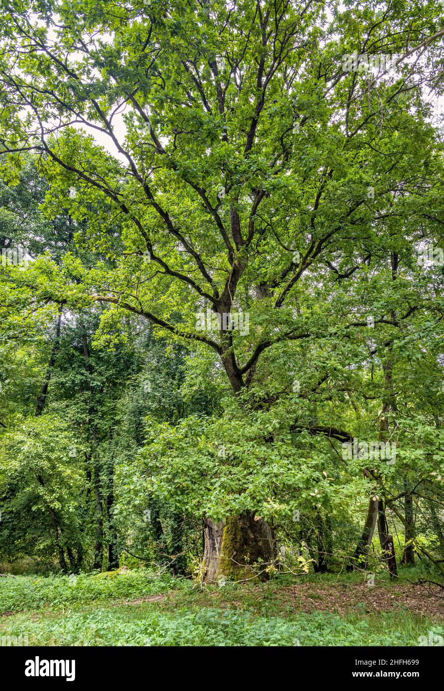 Natural tree monument Dab Bartus Oak, Quercus robur, in Bory Tucholskie ...