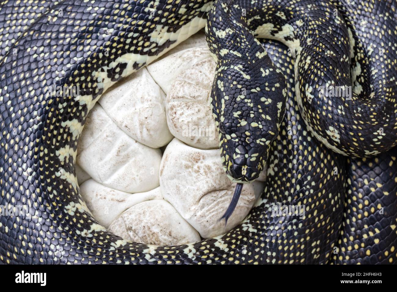 Female Diamond Python incubating eggs Stock Photo - Alamy