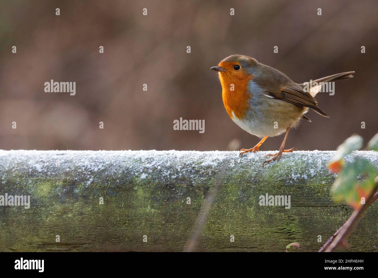 Little robin bird Stock Photo - Alamy