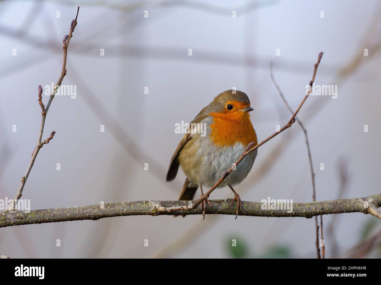 Little robin bird Stock Photo - Alamy