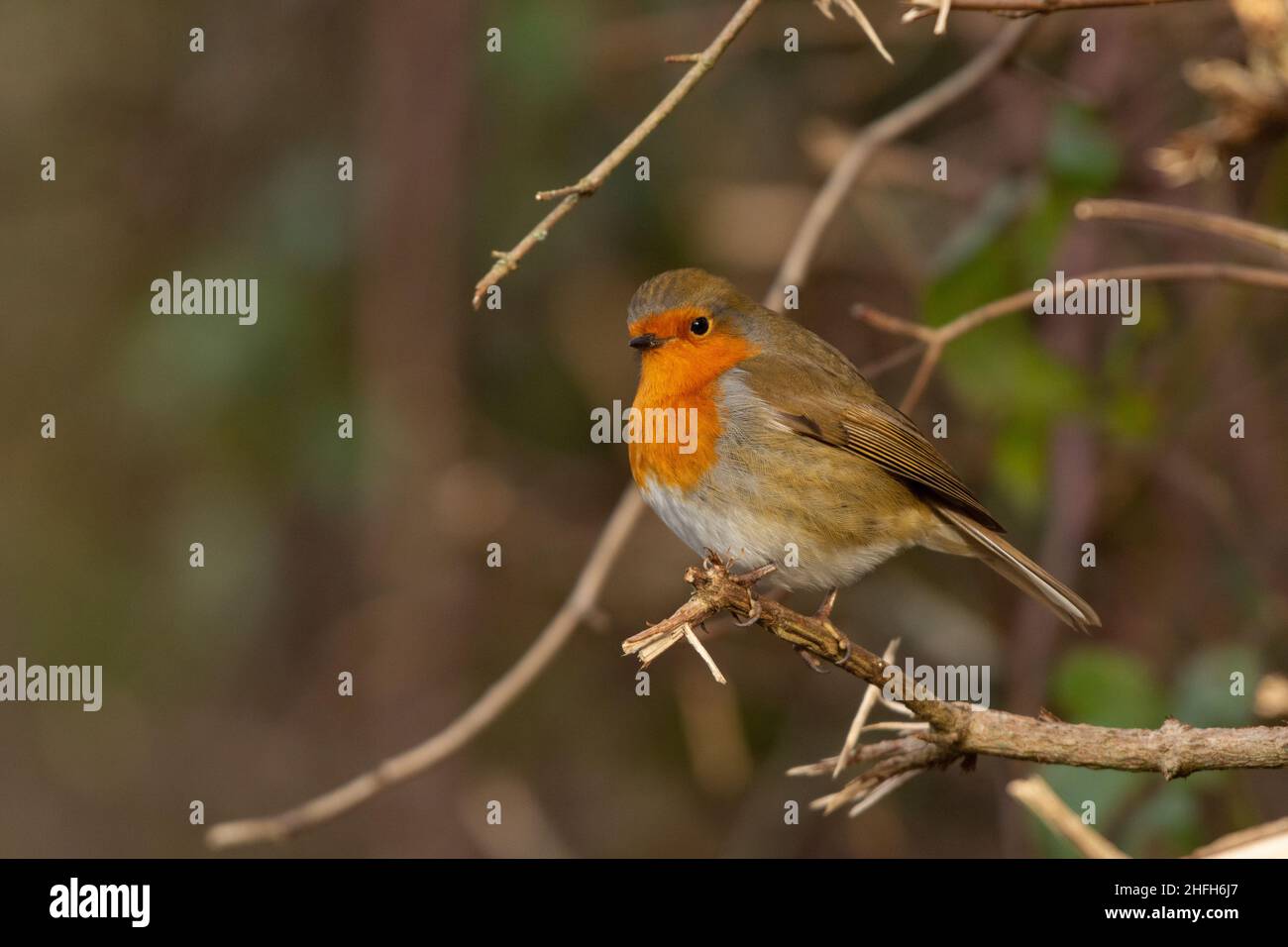 Little robin bird Stock Photo - Alamy