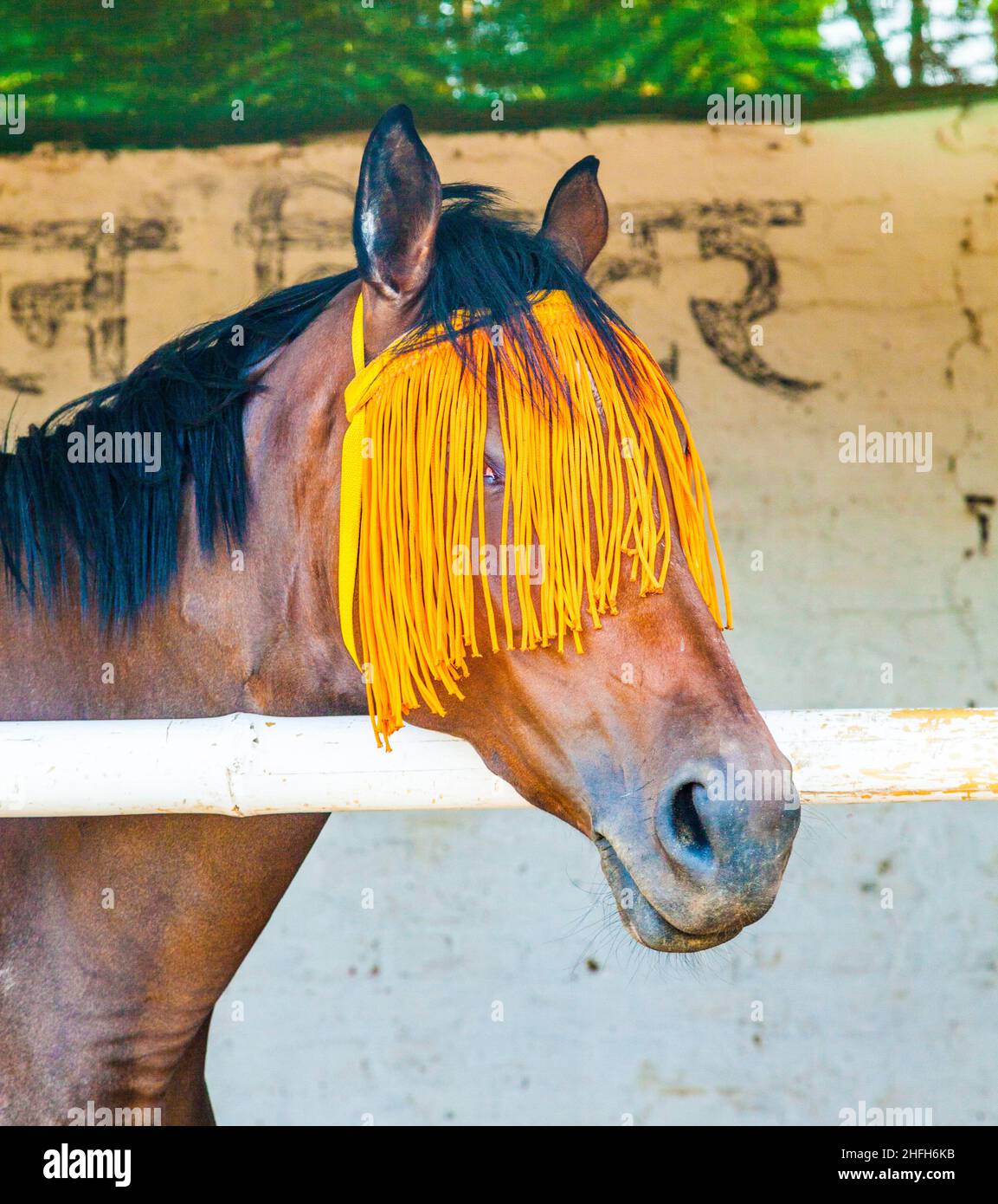 Big orange horse hi-res stock photography and images - Alamy