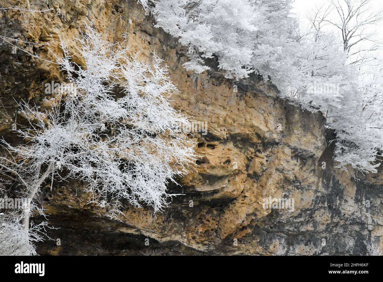 Frosted trees in a row in cold winter snow Stock Photo - Alamy