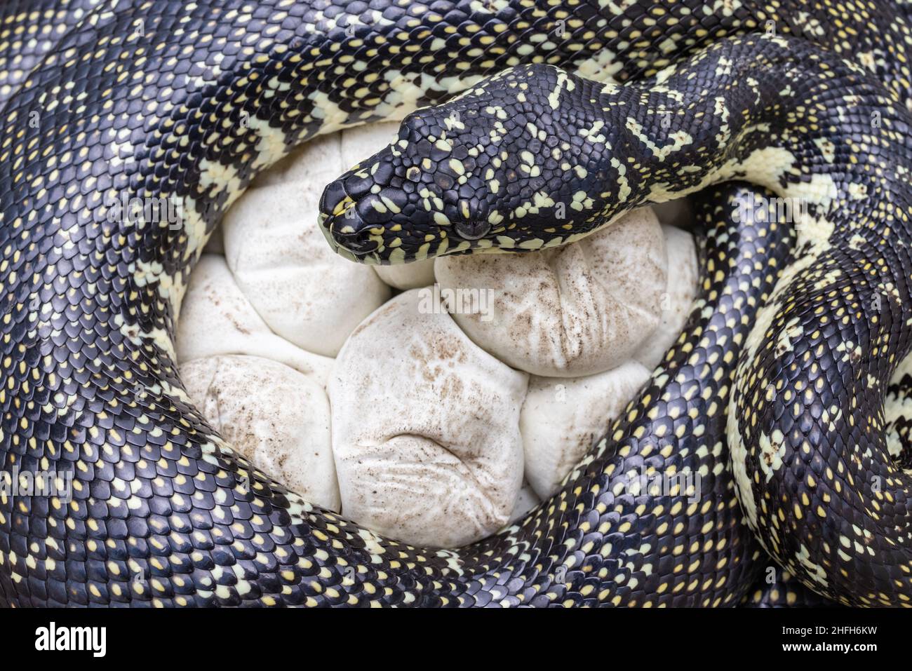 Female Diamond Python incubating eggs Stock Photo - Alamy