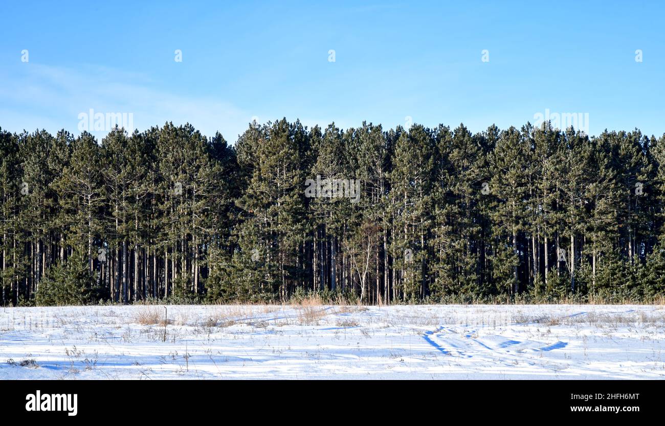 Frosted trees in a row in cold winter snow Stock Photo - Alamy