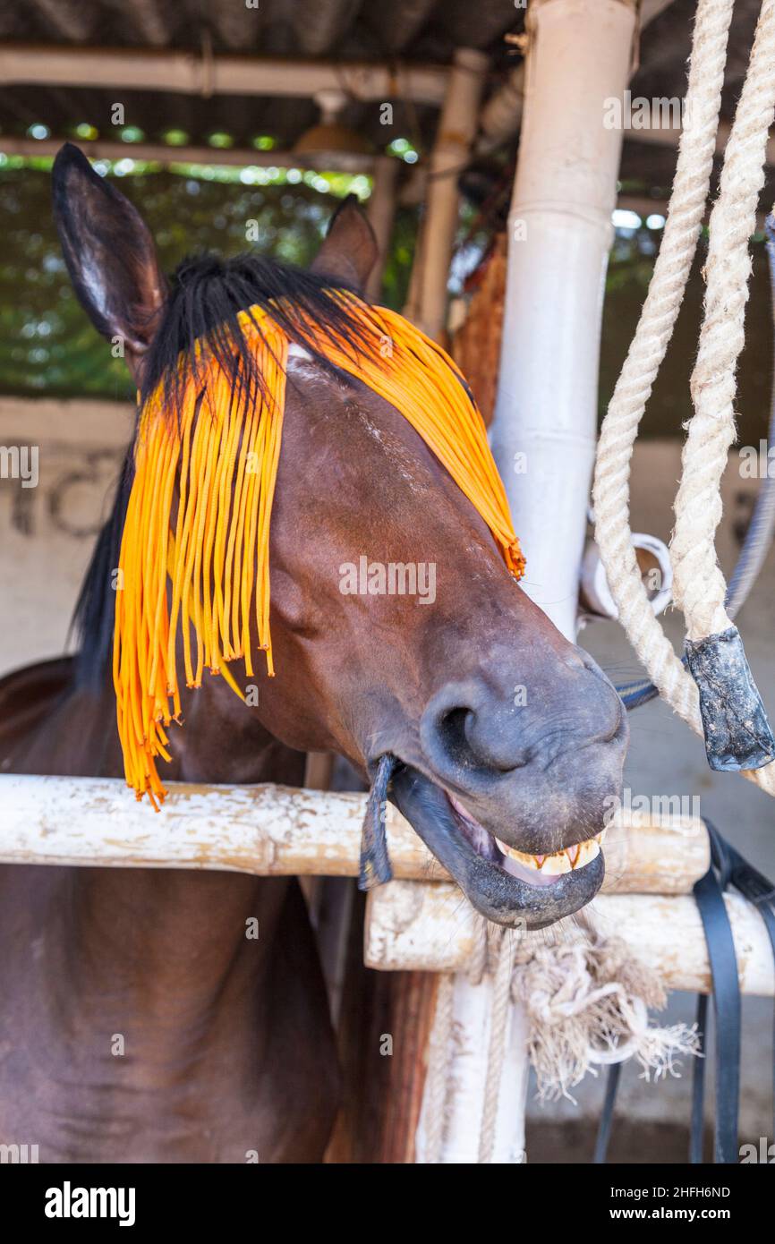 portrait of horse with orange horse-gear Stock Photo - Alamy