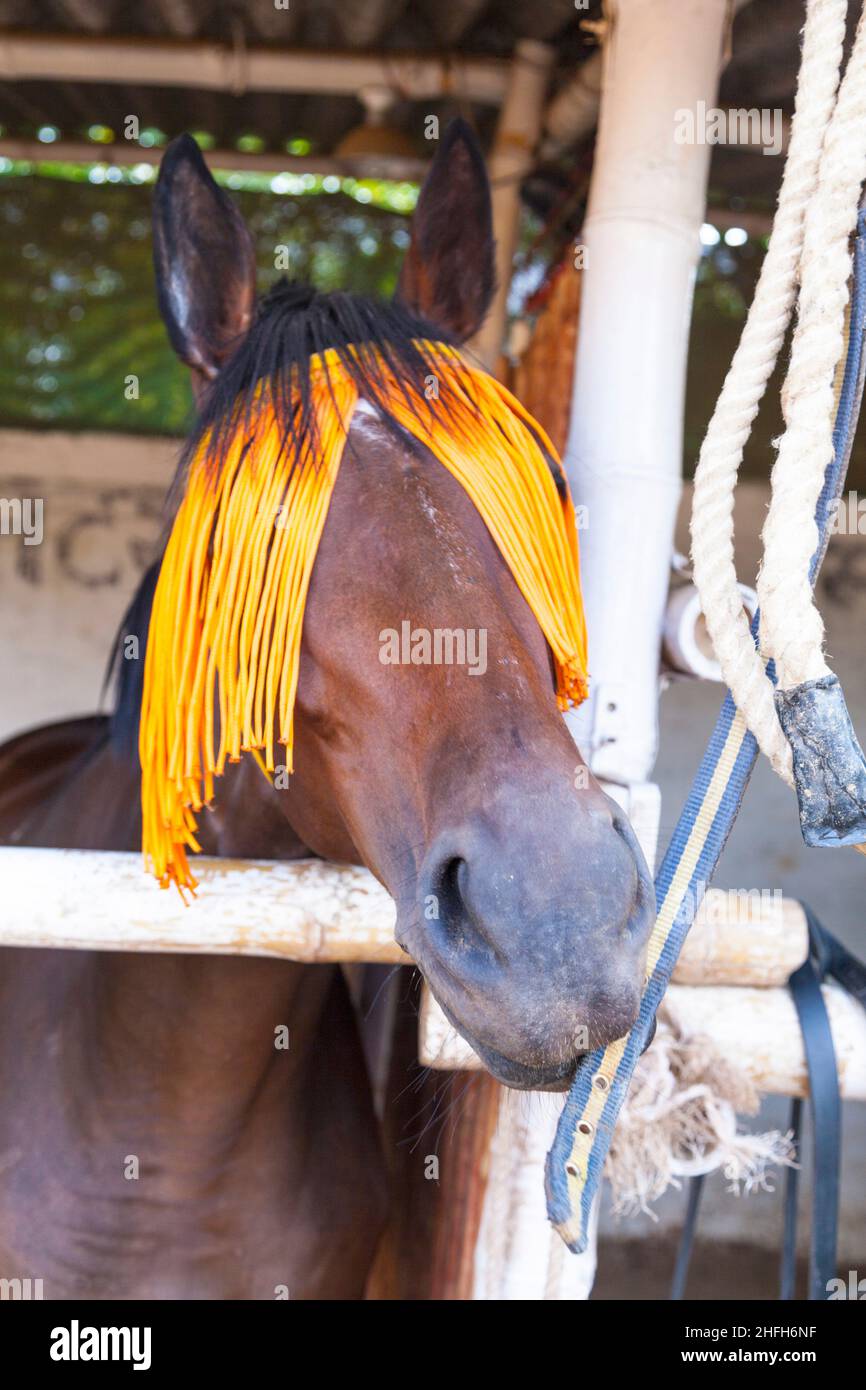 portrait of horse with orange horse-gear Stock Photo - Alamy