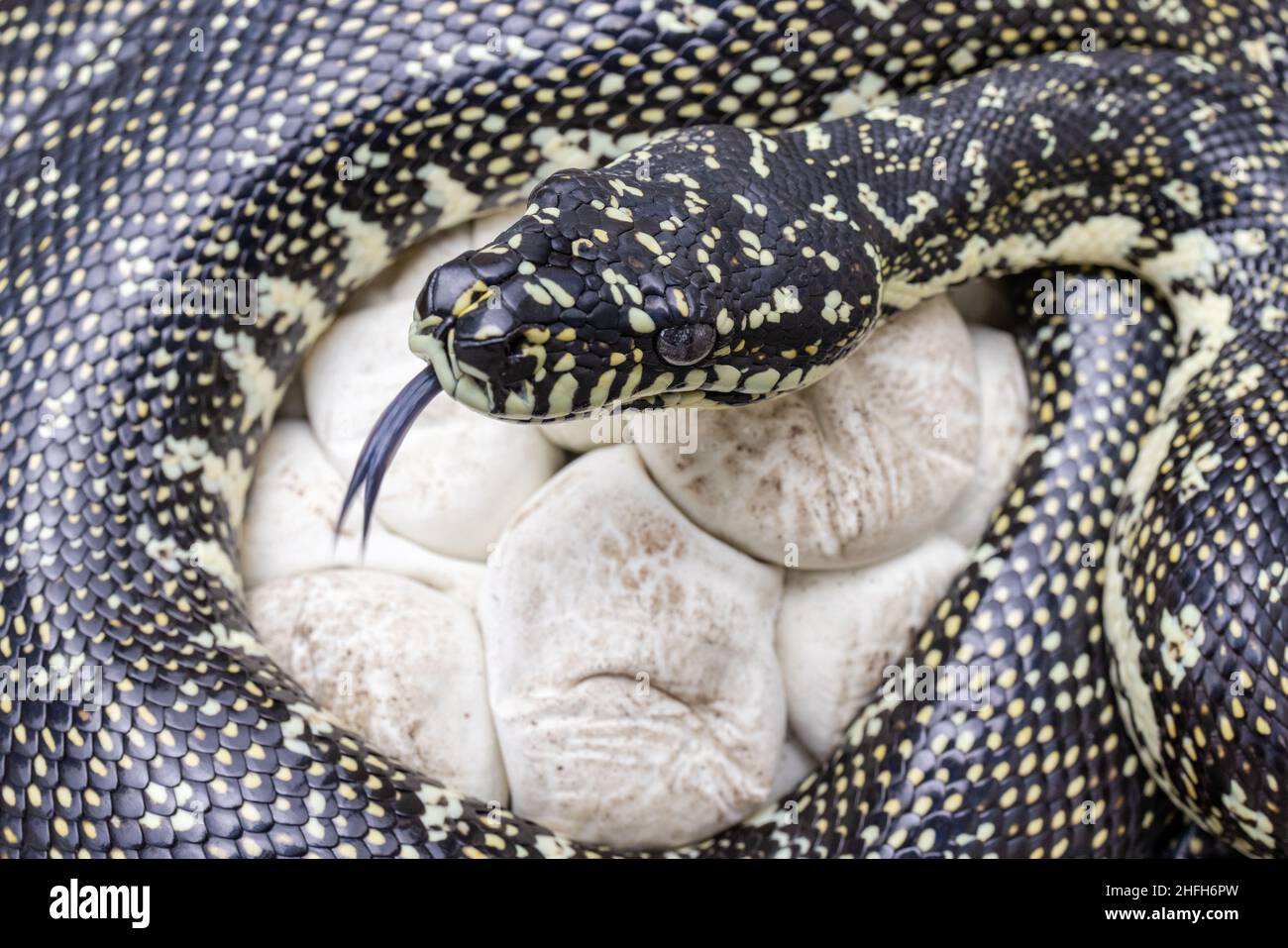 Female Diamond Python incubating eggs Stock Photo - Alamy