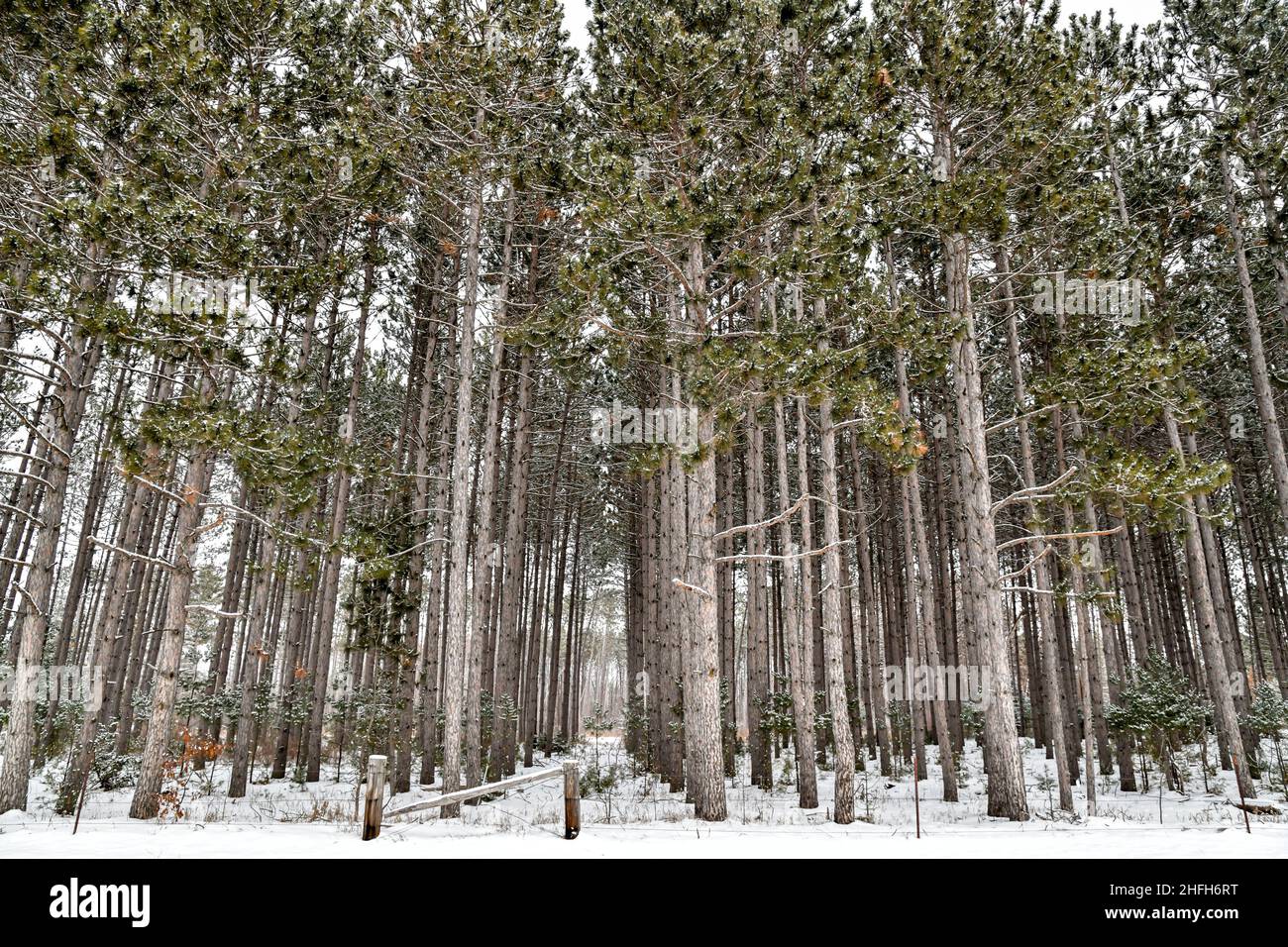 Frosted trees in a row in cold winter snow Stock Photo - Alamy