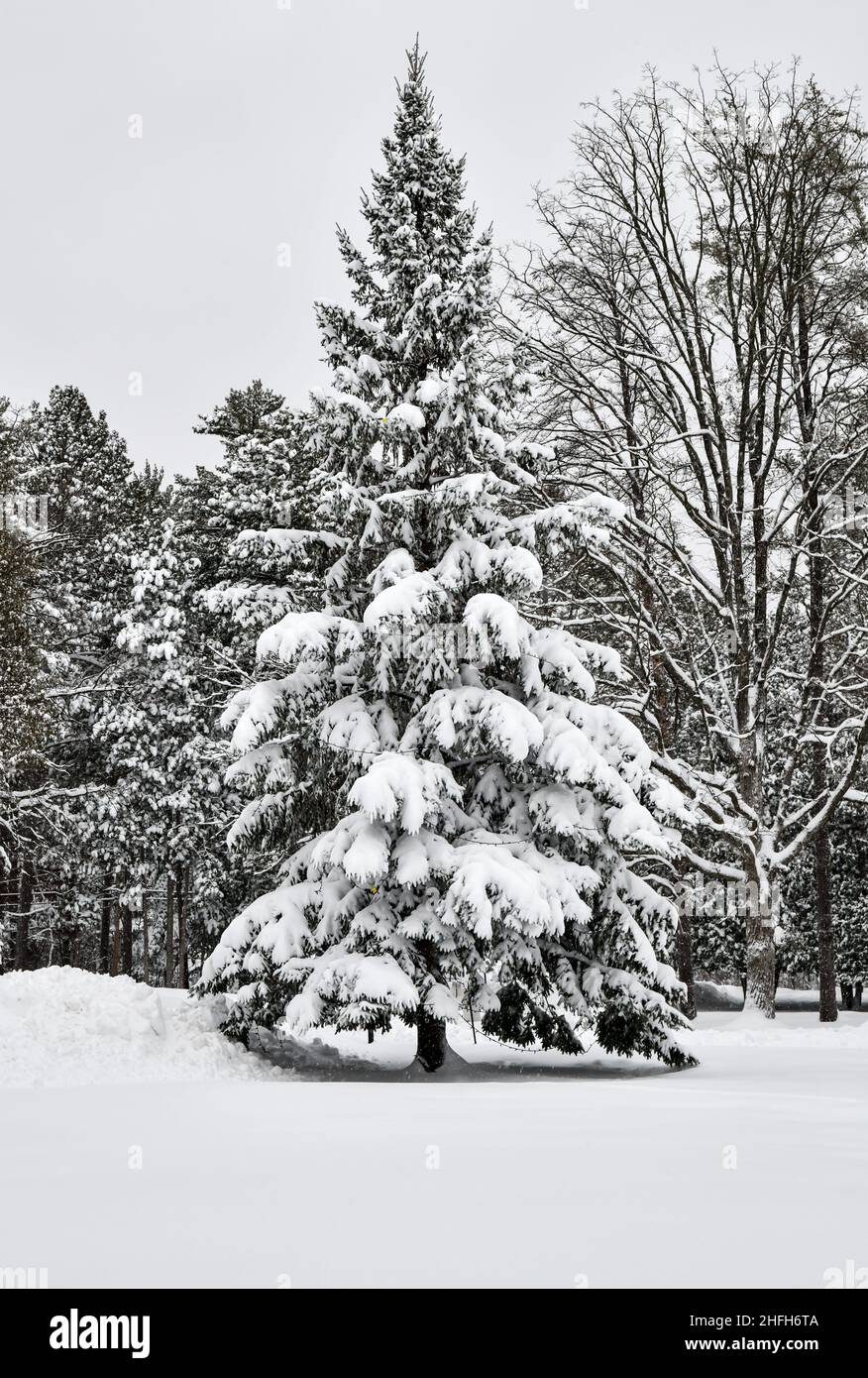 Frosted trees in a row in cold winter snow Stock Photo - Alamy