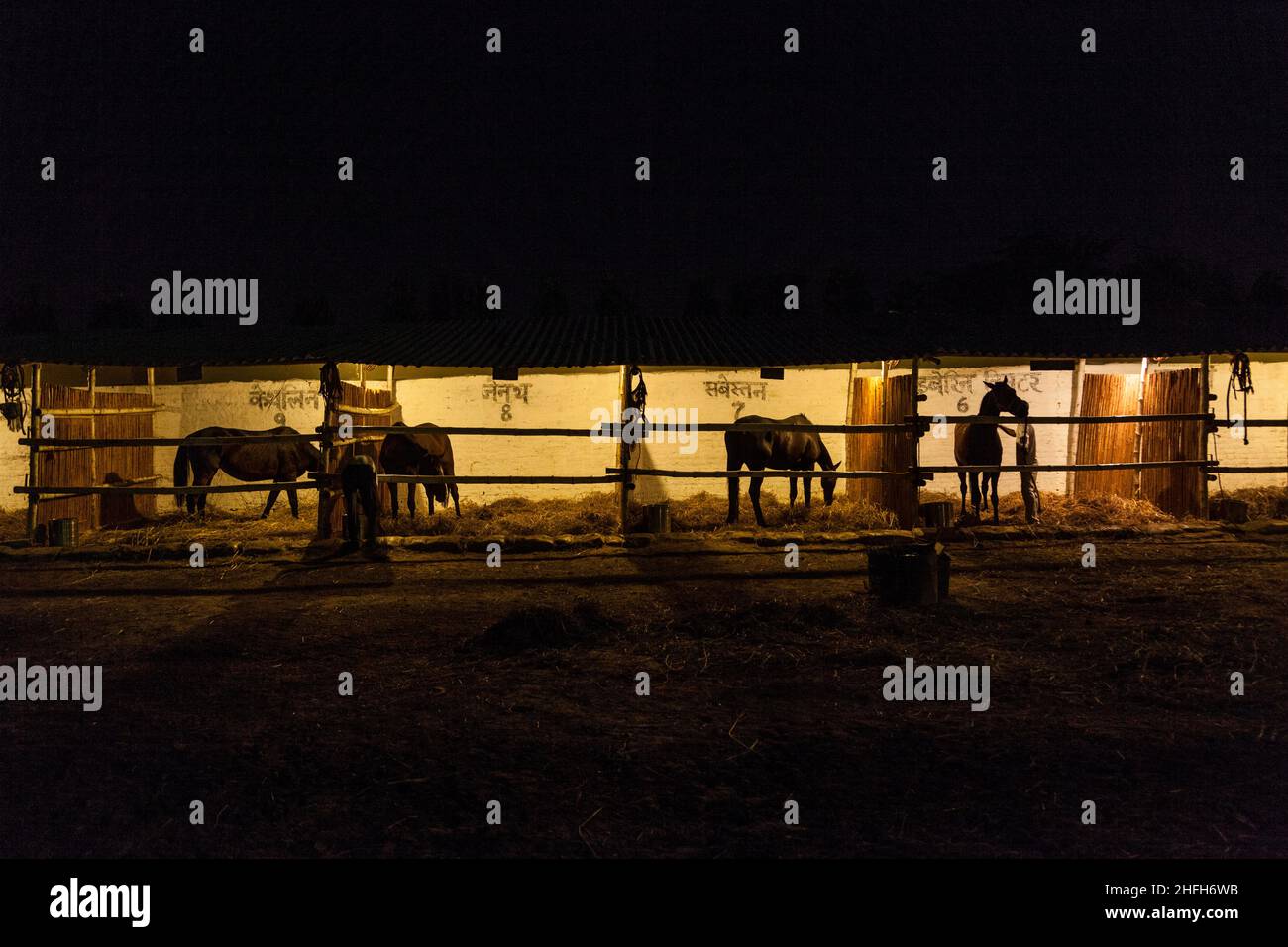 horses in the stable by night Stock Photo - Alamy