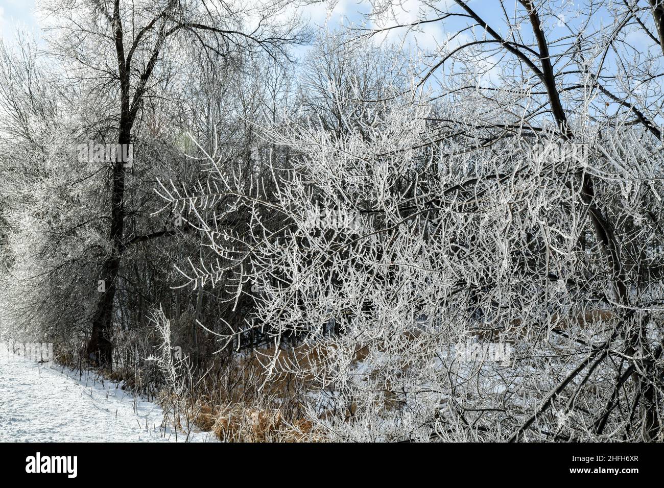 Frosted trees in a row in cold winter snow Stock Photo - Alamy