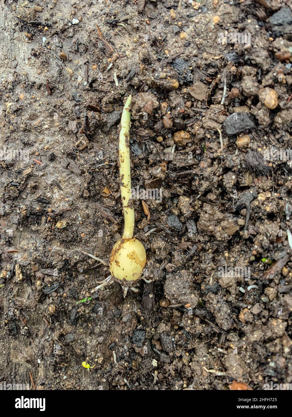 new Growth sprout and roots during late winter on an early spring ...