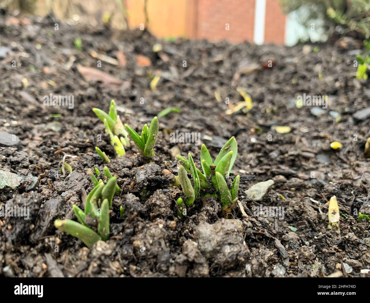 Early Spring Spouts Emerge From the Ground Stock Photo - Alamy