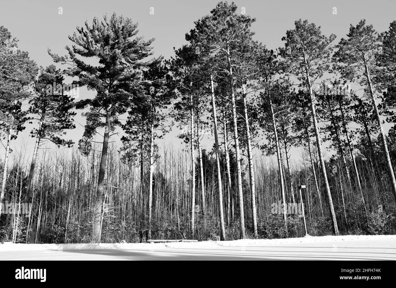 Frosted trees in a row in cold winter snow Stock Photo - Alamy