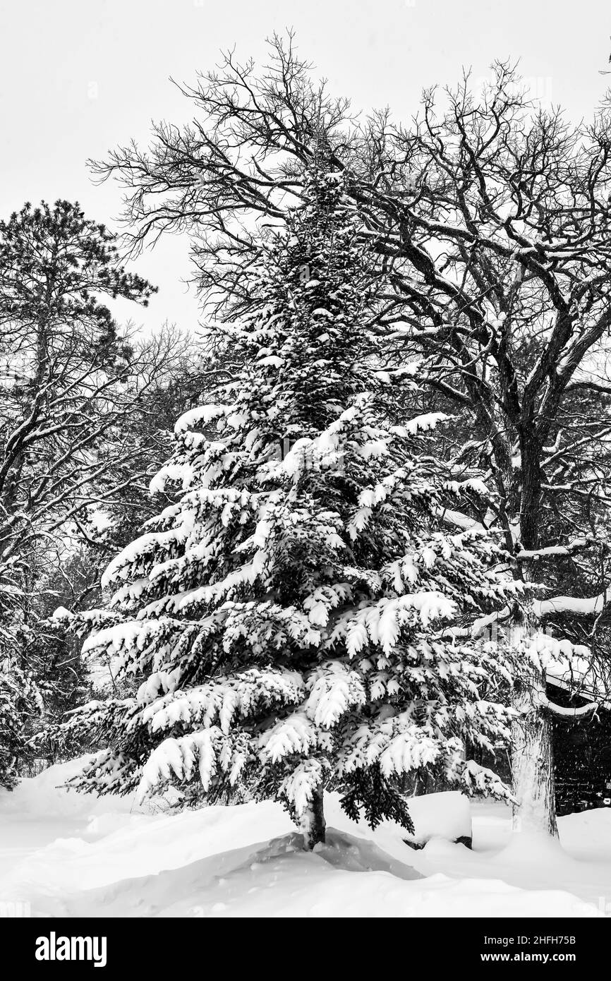 Frosted trees in a row in cold winter snow Stock Photo - Alamy
