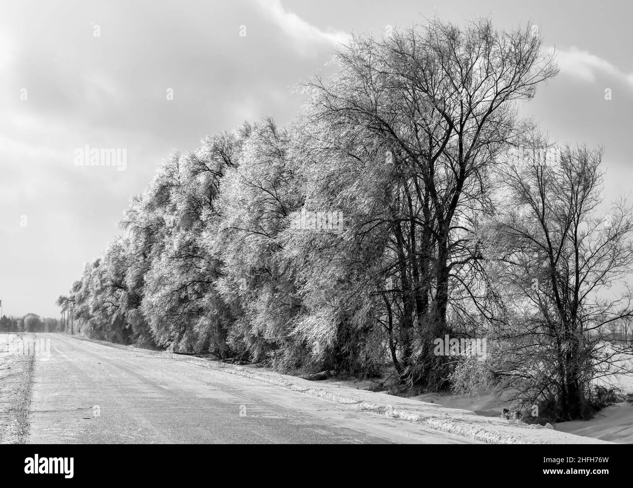 Frosted tree branch Black and White Stock Photos & Images - Alamy