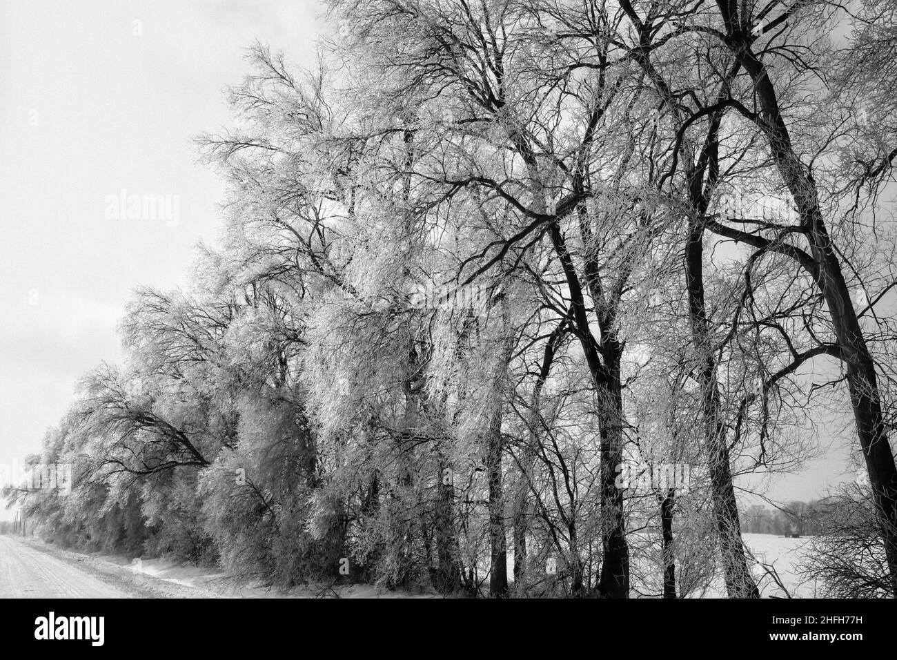 Frosted trees in a row in cold winter snow Stock Photo - Alamy