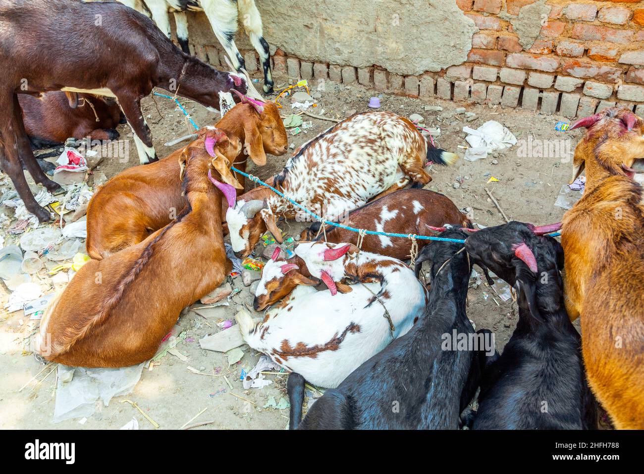 Selling goats hi-res stock photography and images - Alamy