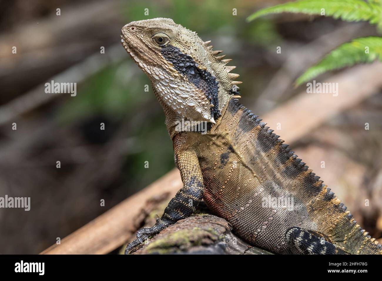 Australian eastern water dragon hi-res stock photography and images - Alamy