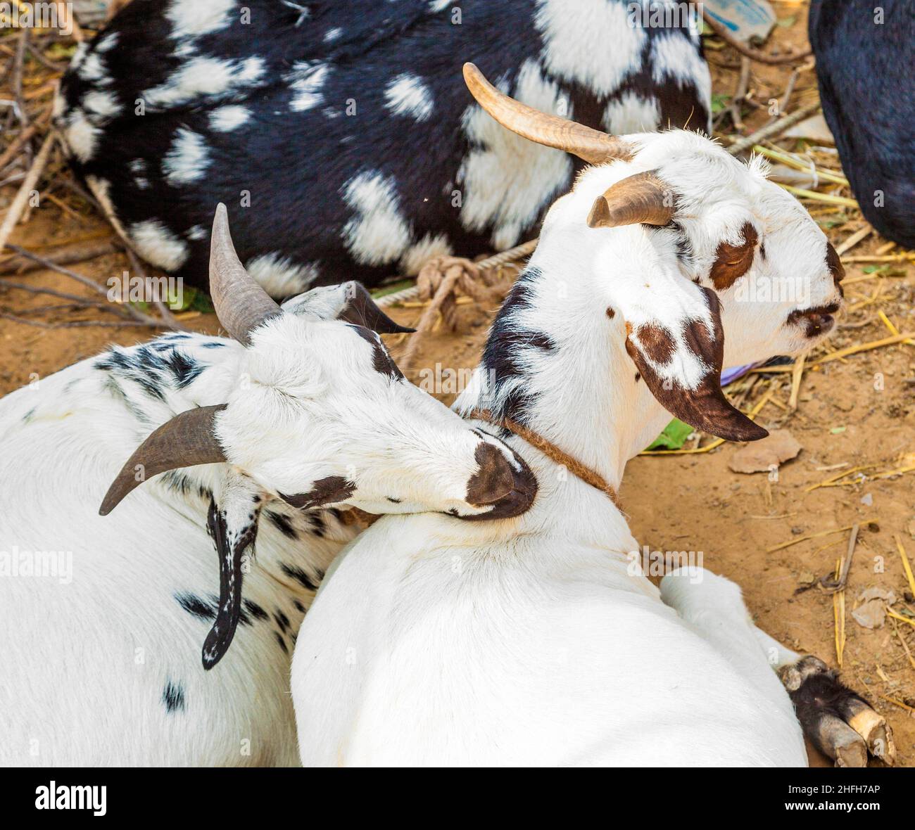 goats for selling at the bazaar Stock Photo - Alamy