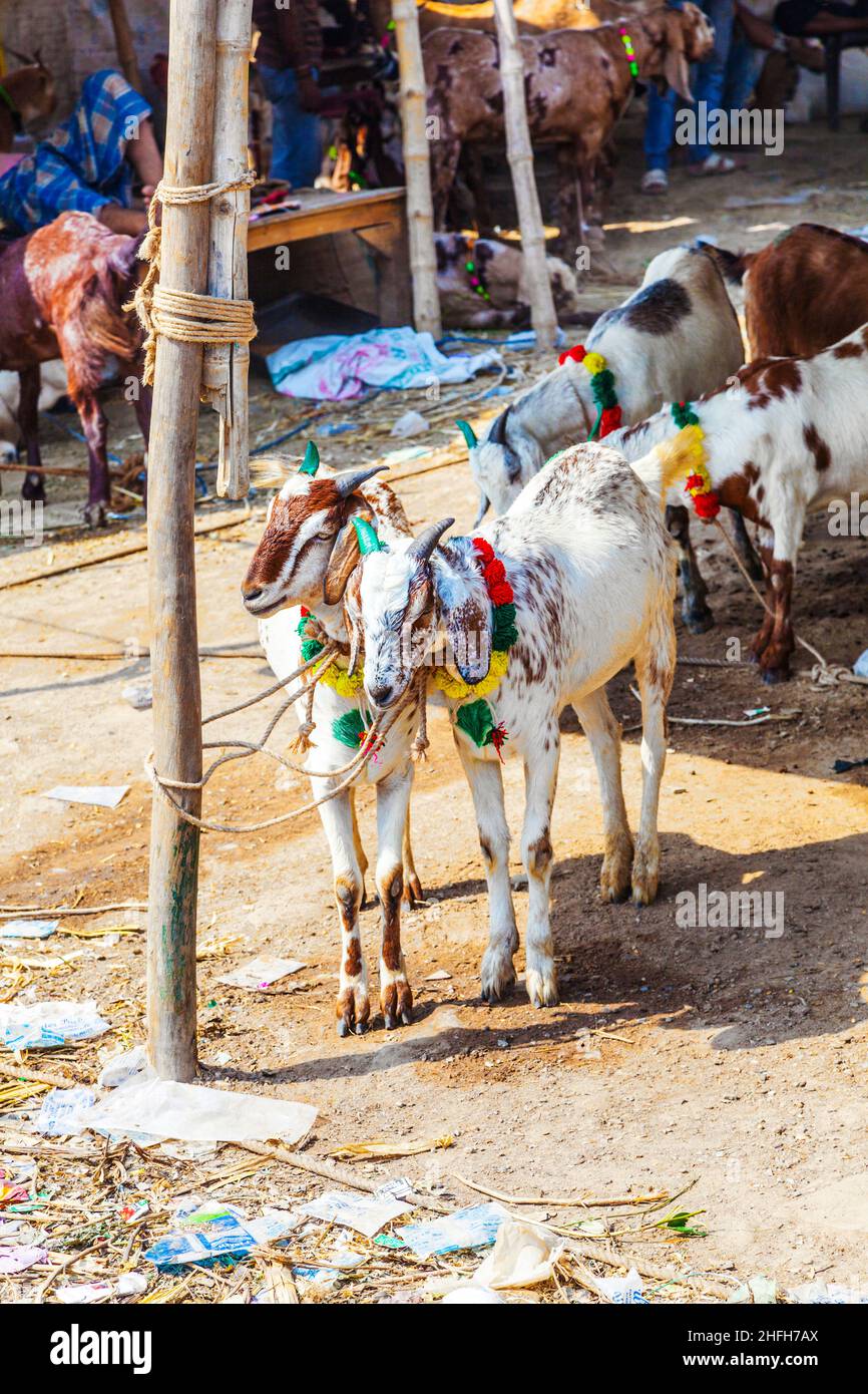 goats for selling at the bazaar Stock Photo - Alamy