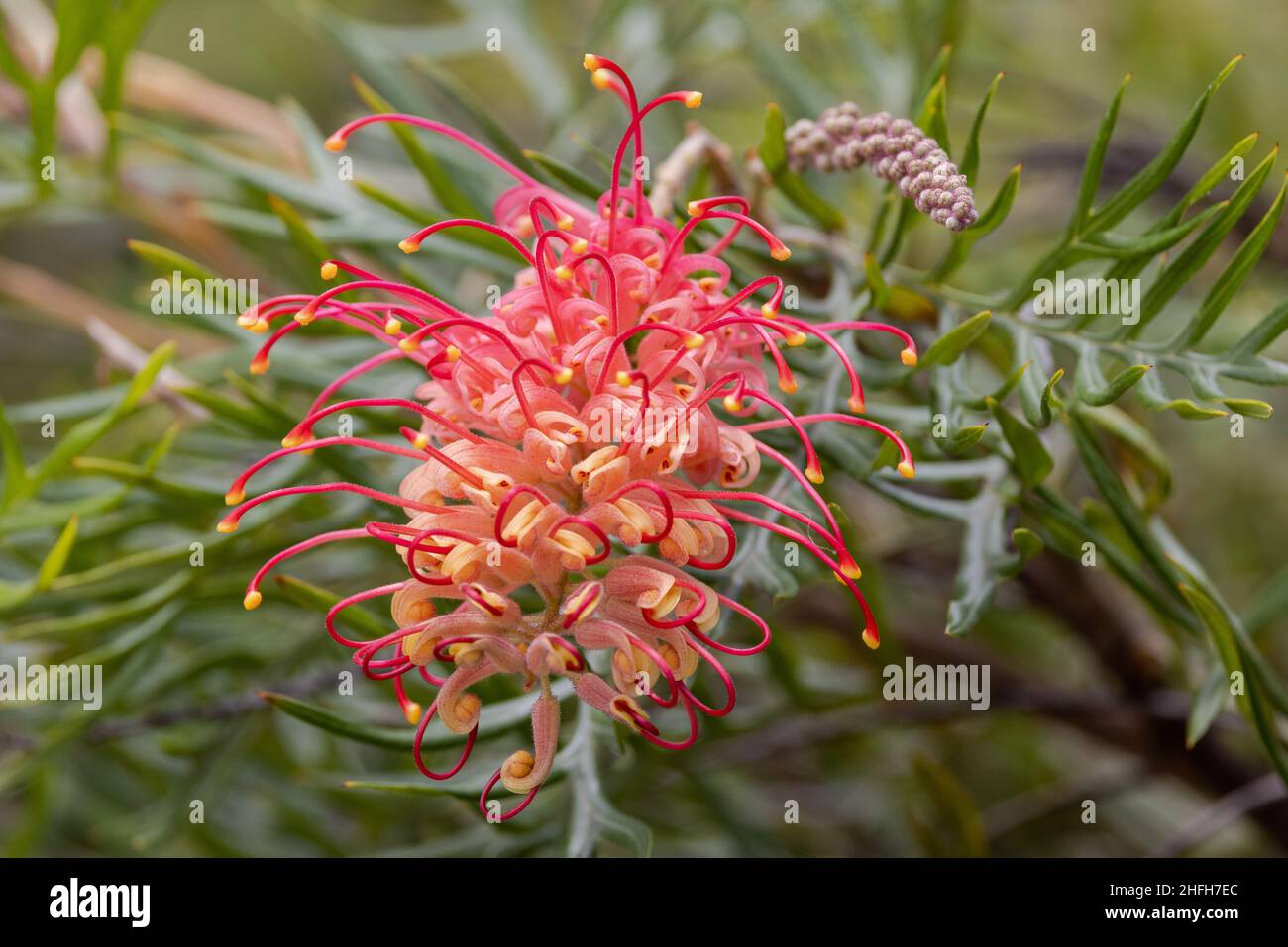 Australian grevillea hi-res stock photography and images - Alamy