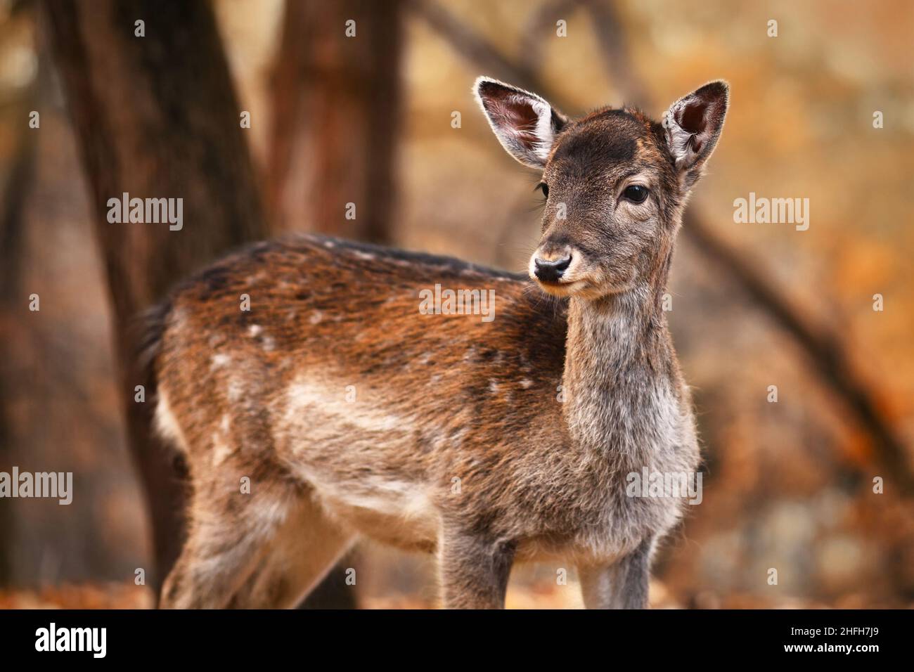 Fawn deer cute hi-res stock photography and images - Alamy