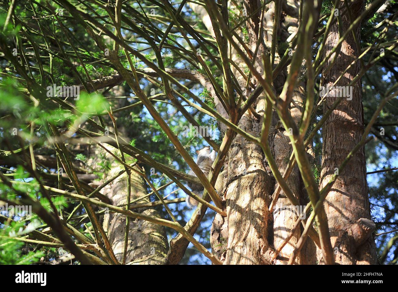 Calderstones Park, Liverpool Stock Photo - Alamy