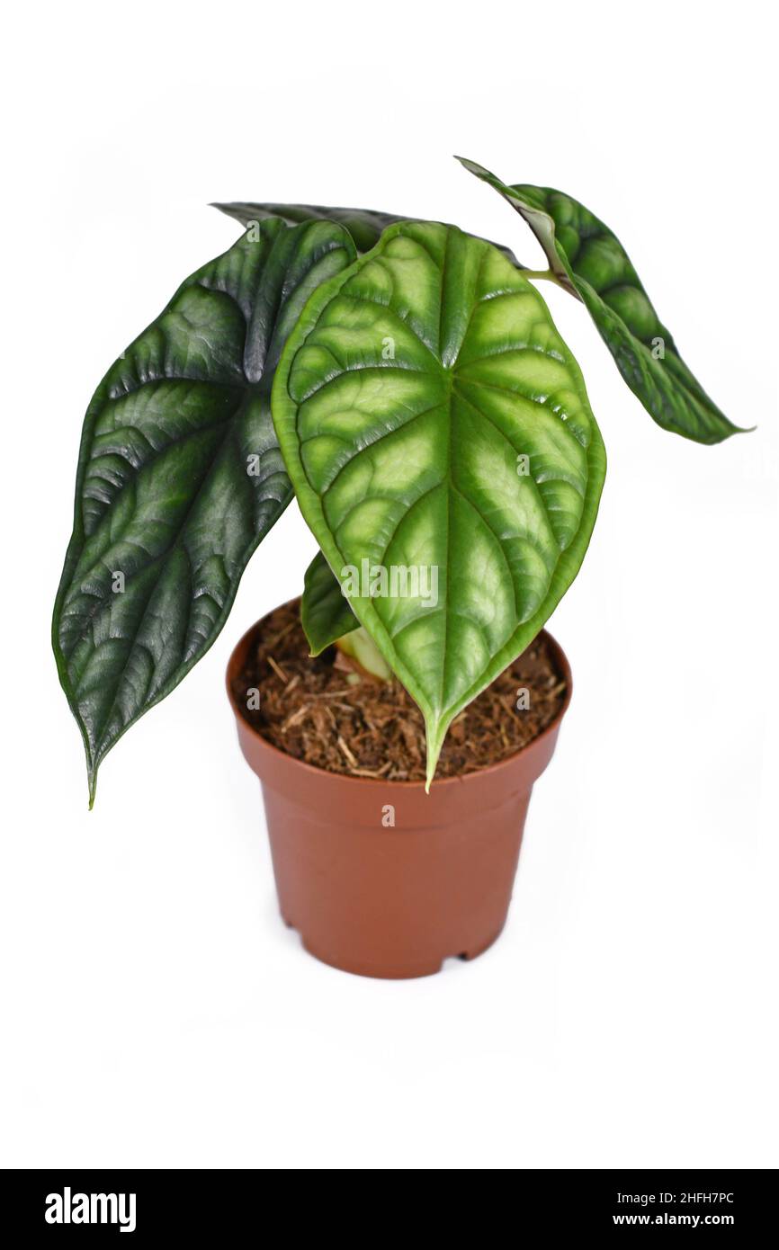 Ornamental scale Cut Out Stock Images & Pictures - Alamy