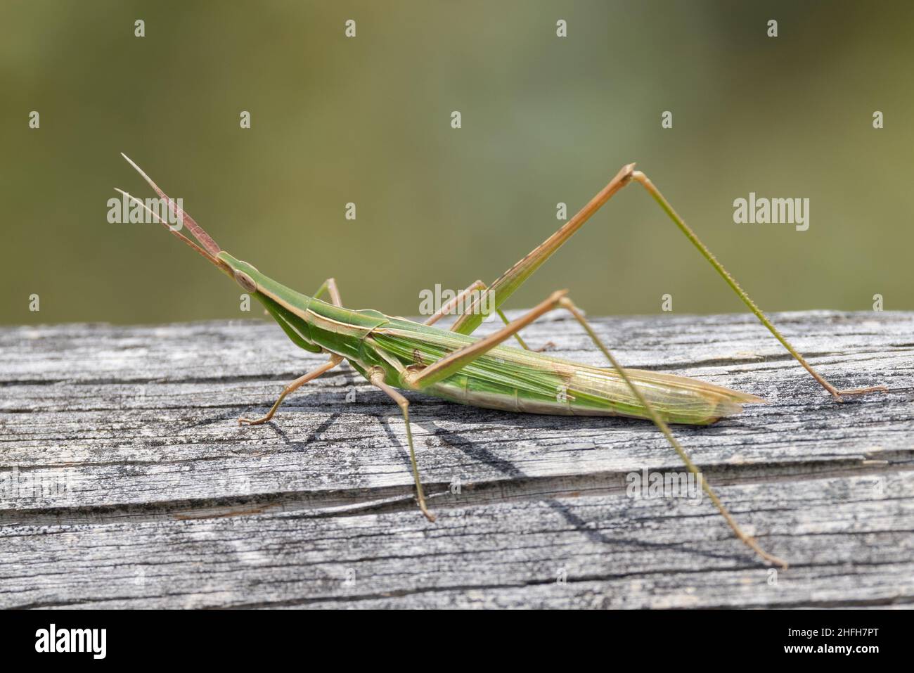 Slant faced grasshopper hi-res stock photography and images - Alamy