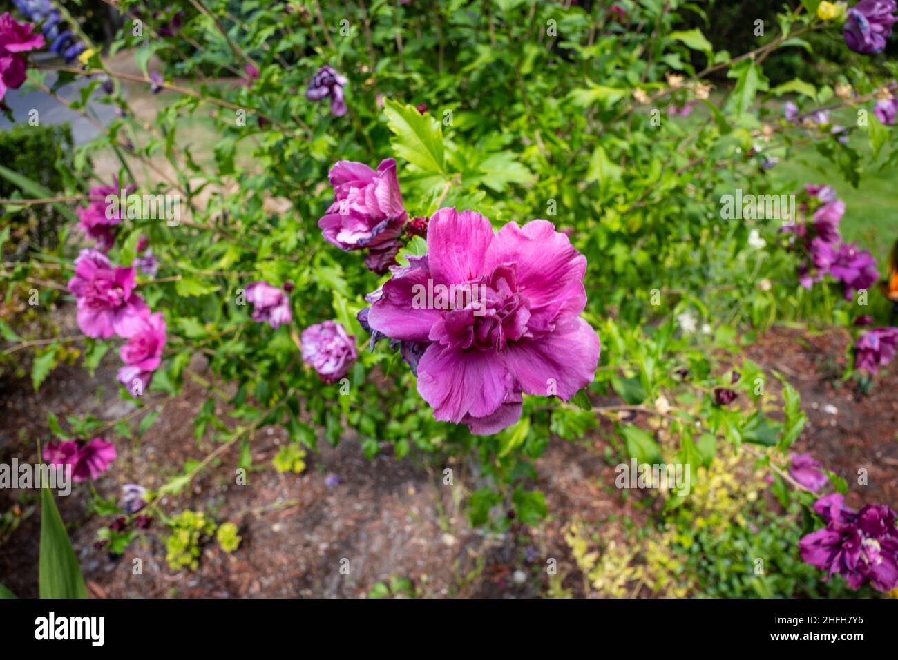 Rose Of Sharon Hibiscus Syriacus Is A Species Of Flowering Plant In