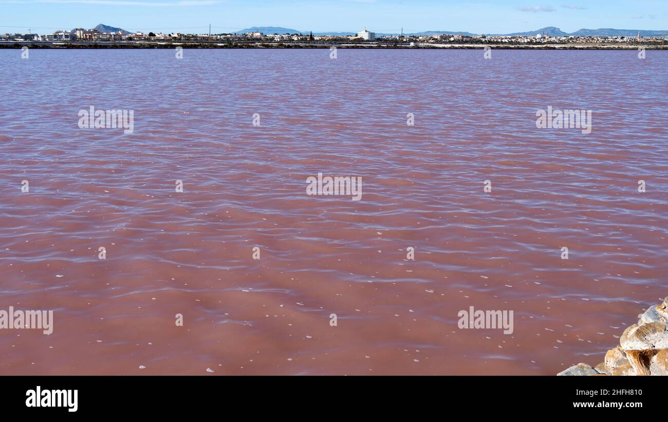 Rare type of micro algae hi-res stock photography and images - Alamy