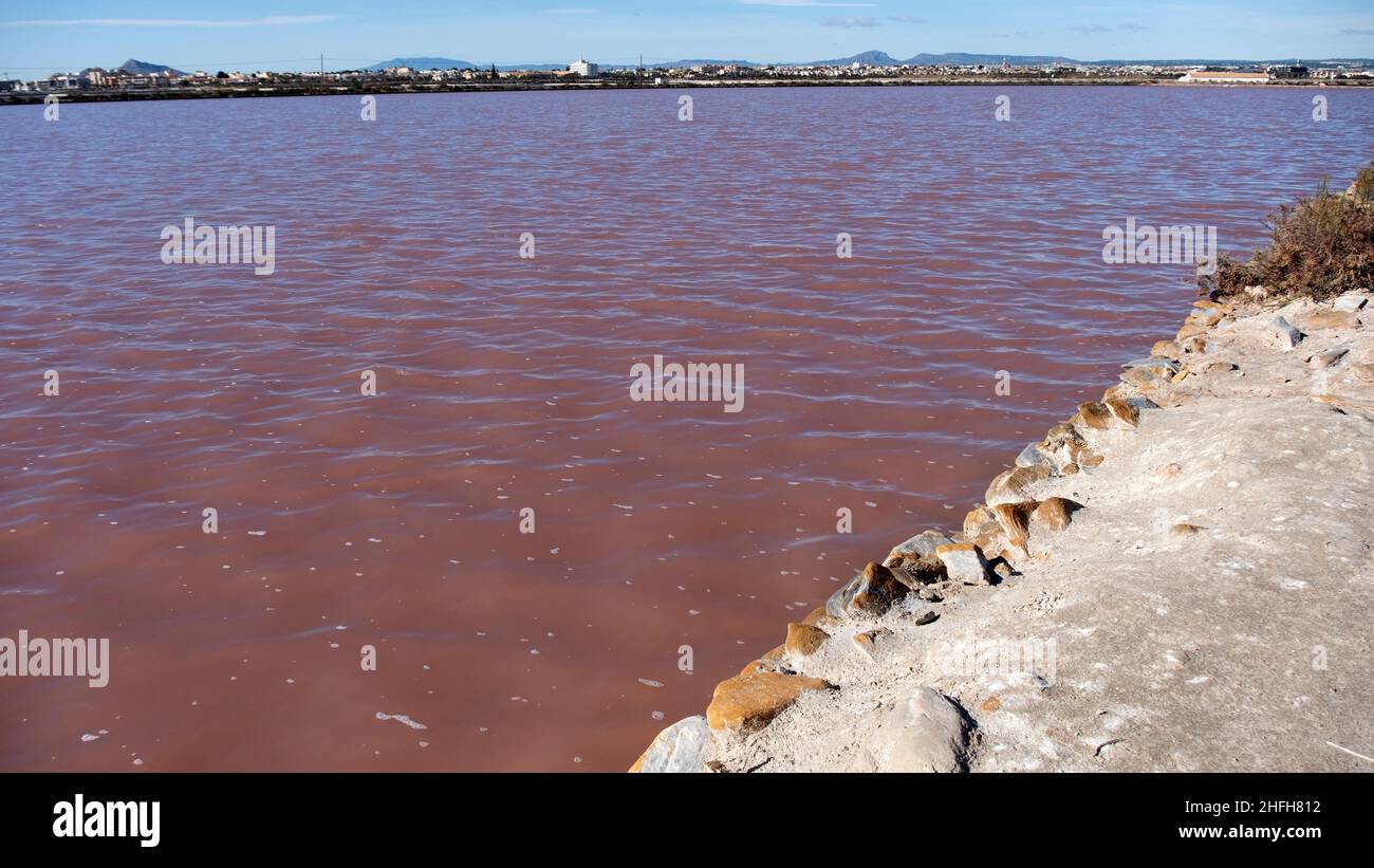 Rare type of micro algae hi-res stock photography and images - Alamy