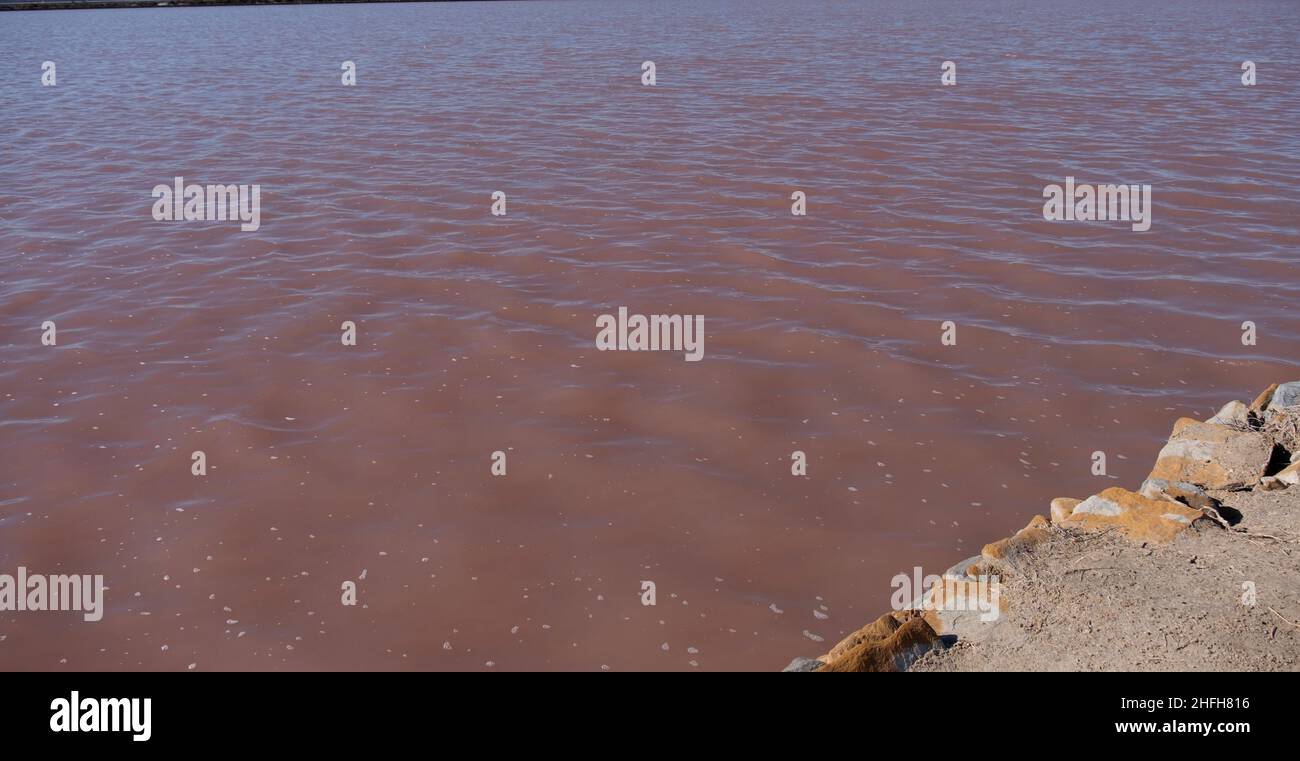 Rare type of micro algae hi-res stock photography and images - Alamy