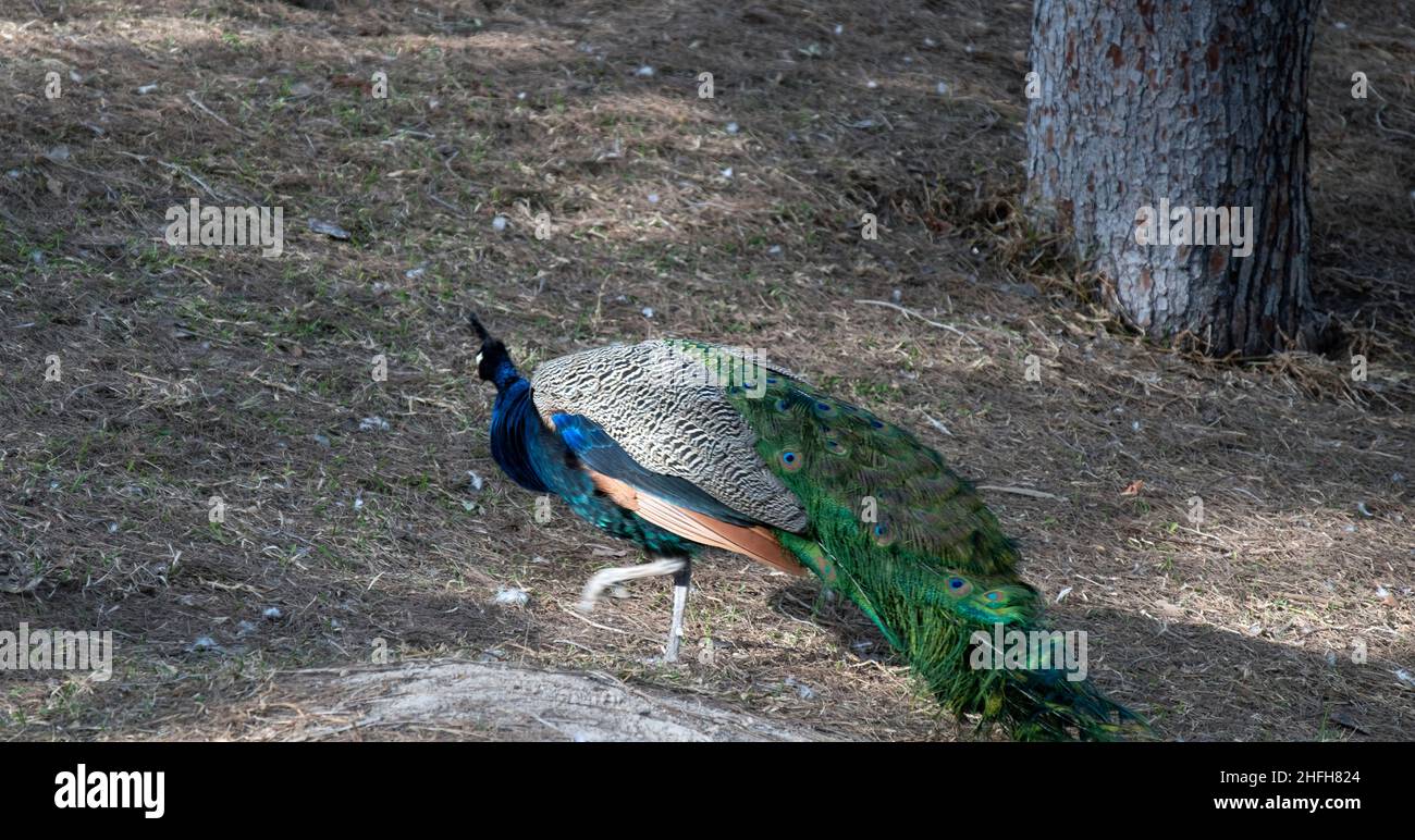Peacocks are among the most fascinating and beautiful creatures on ...