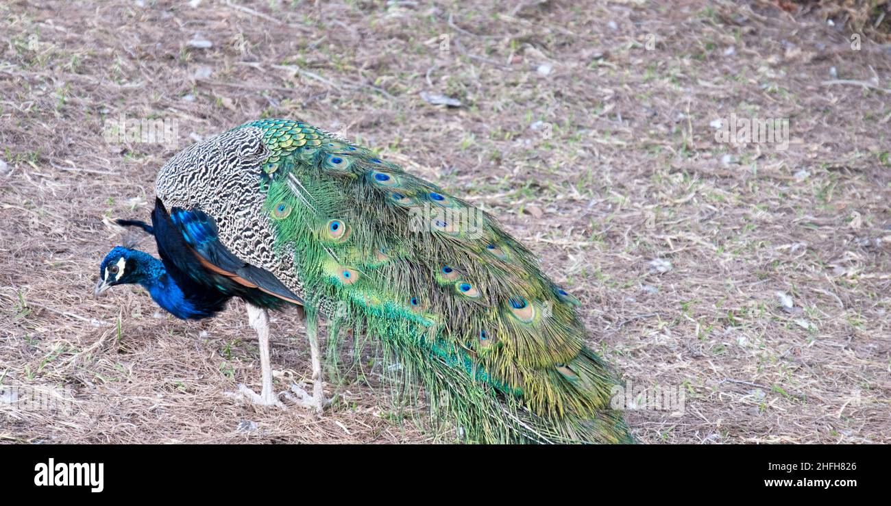 Peacocks are among the most fascinating and beautiful creatures on ...