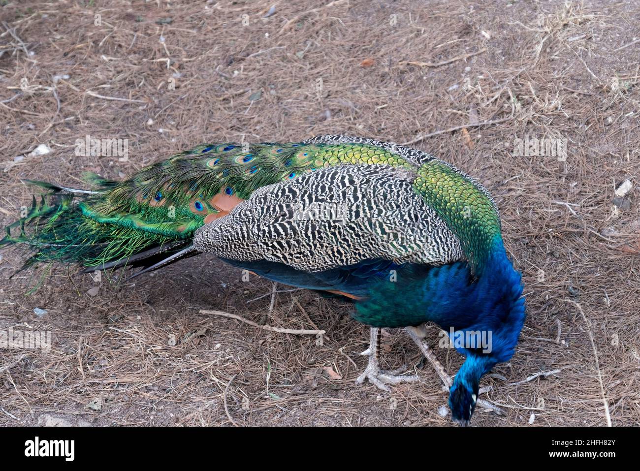 Peacocks are among the most fascinating and beautiful creatures on ...