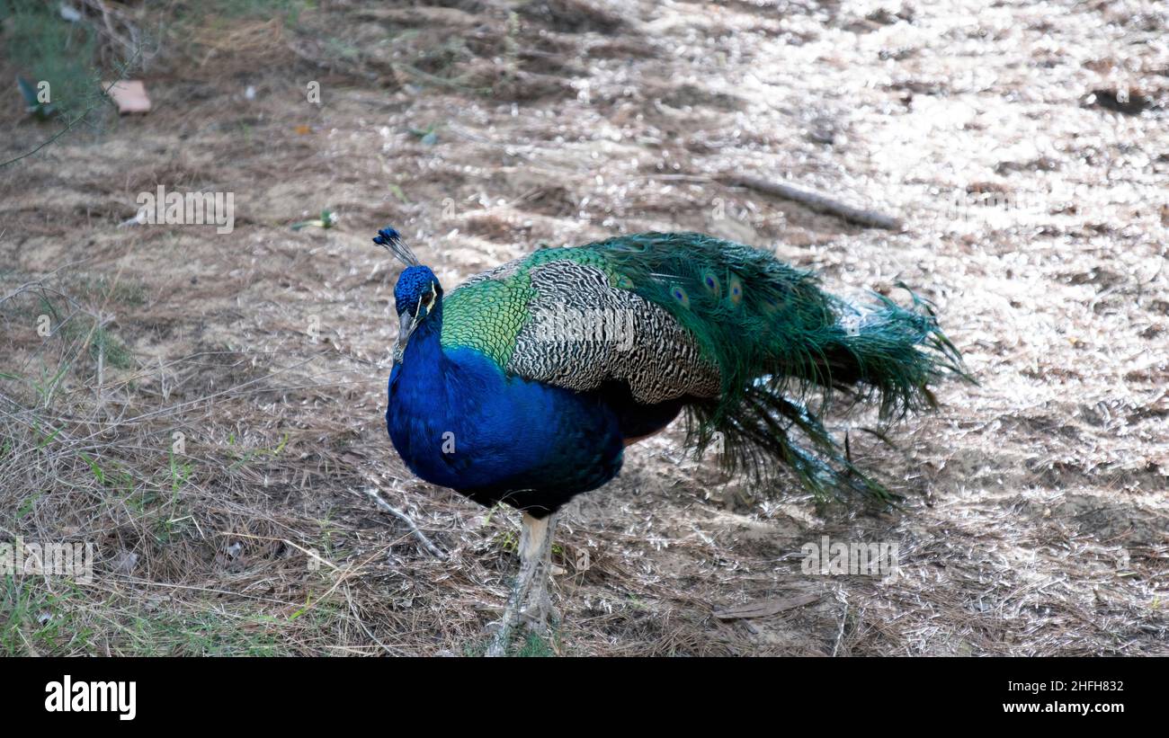 Peacocks are among the most fascinating and beautiful creatures on ...