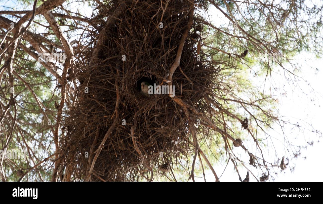 big bird nest on the tree,spain Stock Photo - Alamy