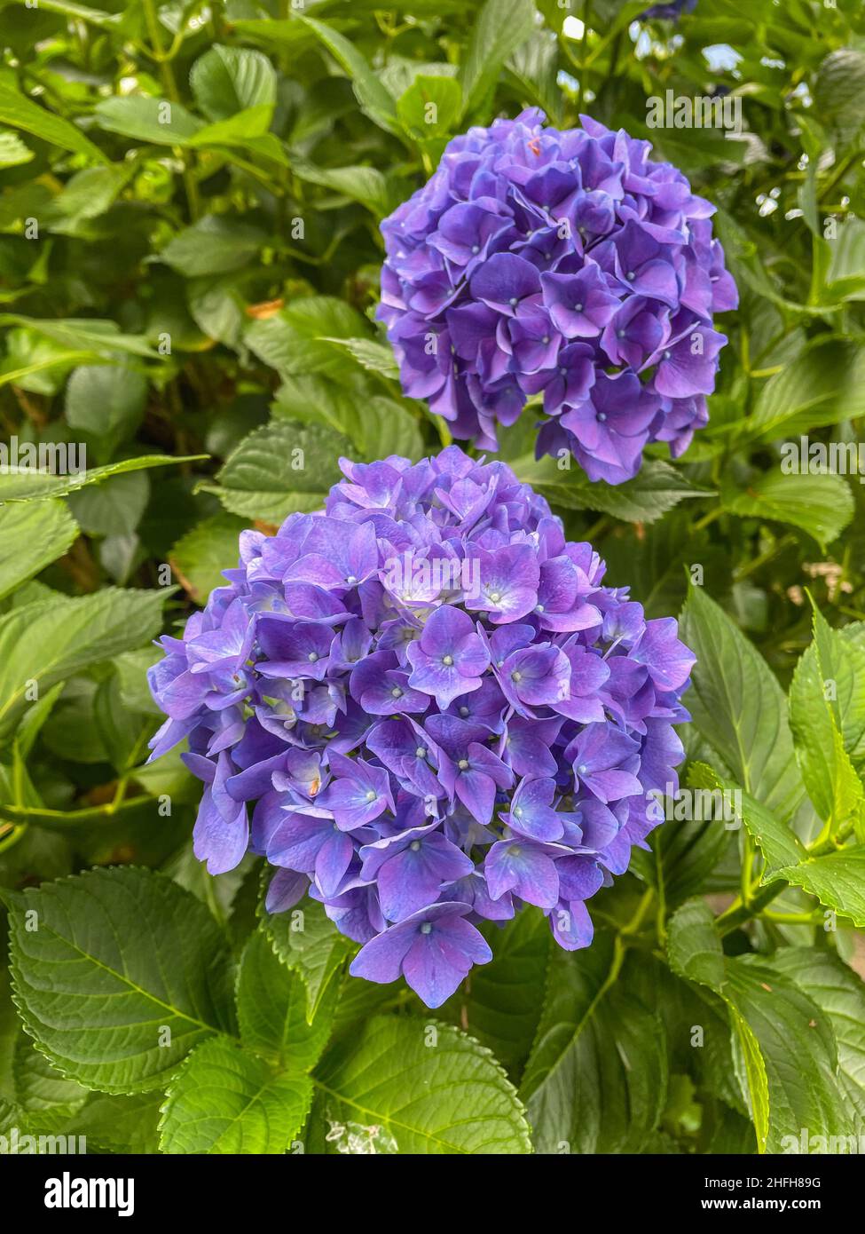 Bigleaf hydrangea (Hydrangea macrophylla) is a species of flowering ...