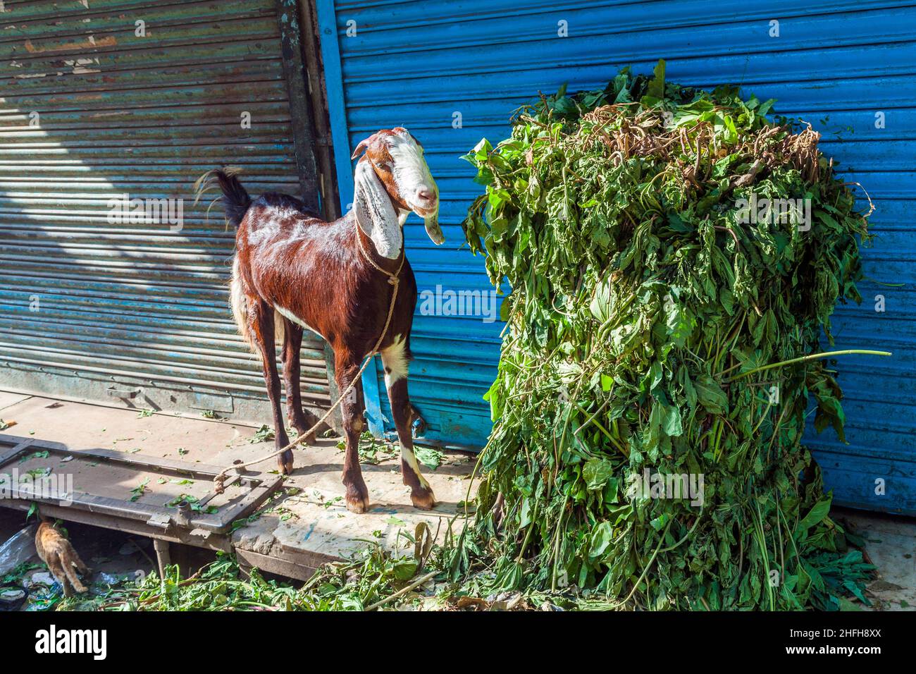 goat and cat look for something to eat in the bazaar street of Old ...