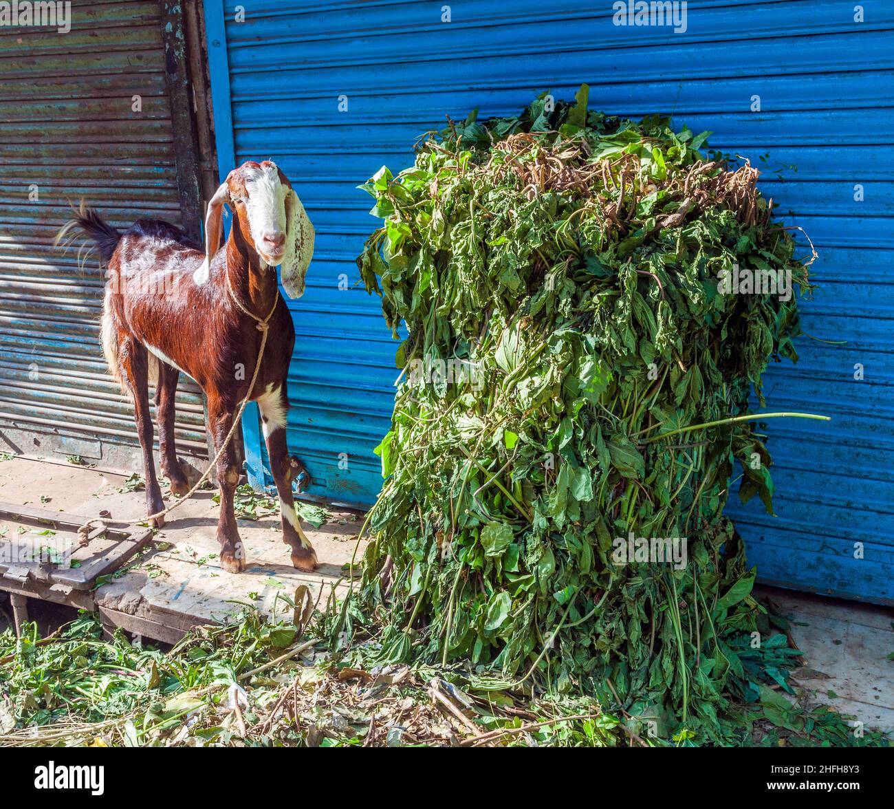 goat and cat look for something to eat in the bazaar street of Old ...