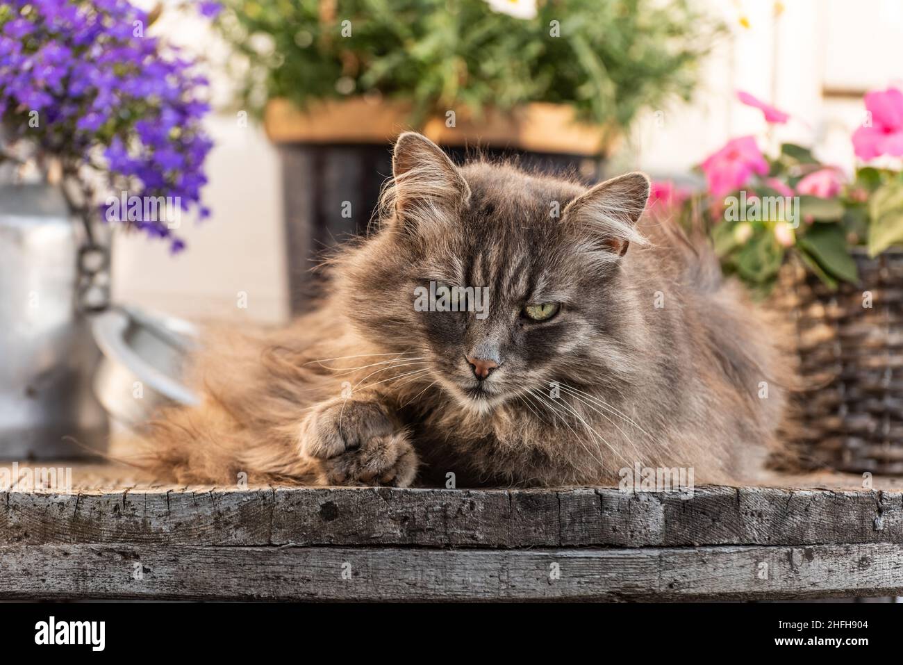 Lindesnes, Norway - August 04 2021: Furry grey cat resting on a table ...