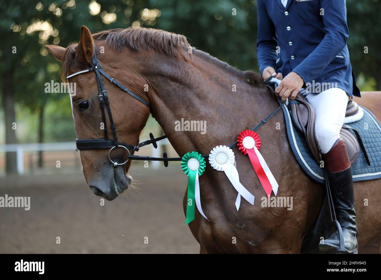 Unknown competitor ride a sport horse on equitation event at summertime ...
