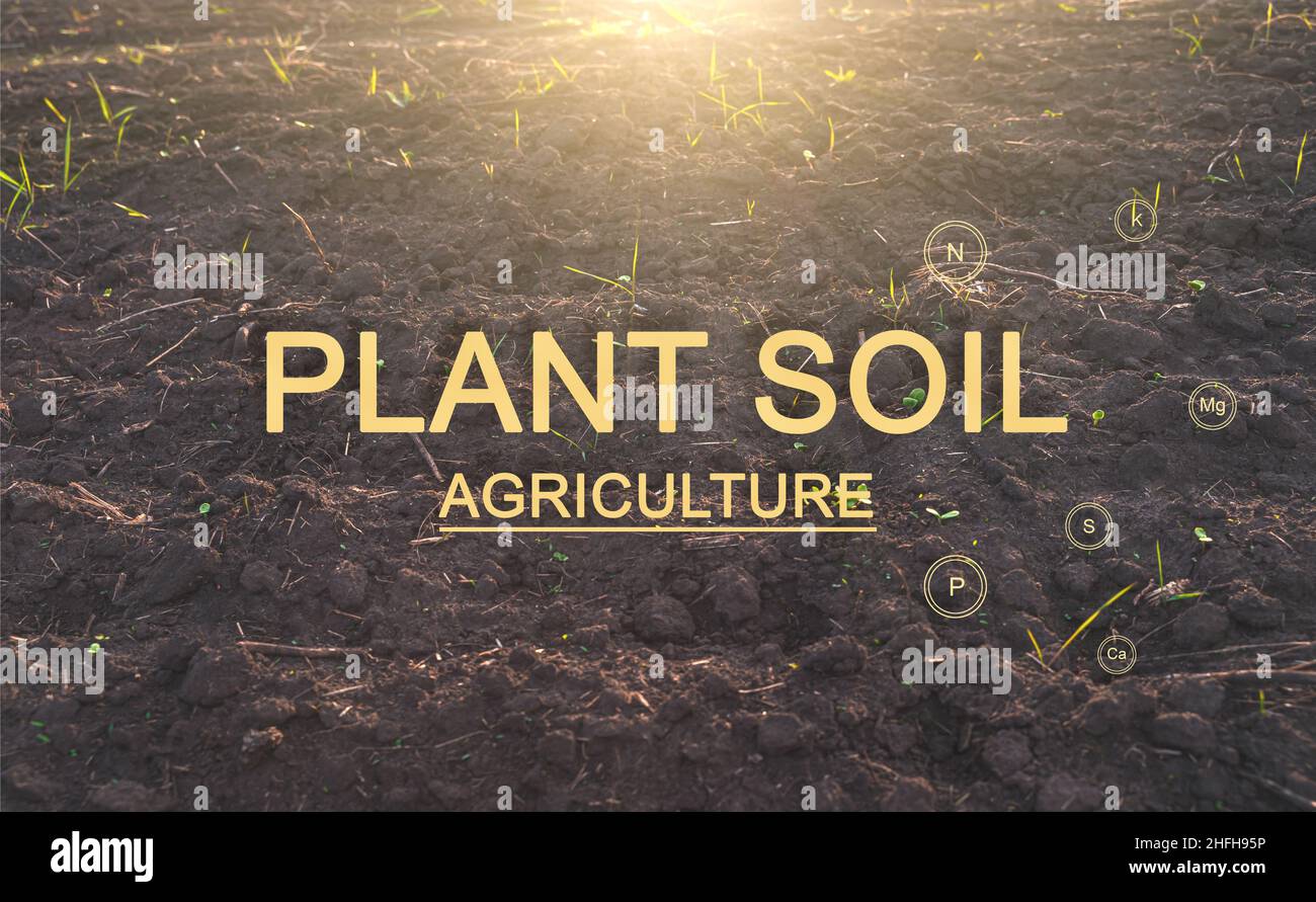 Soil for cultivation. Ecologically clean, Fertile soil for planting ...