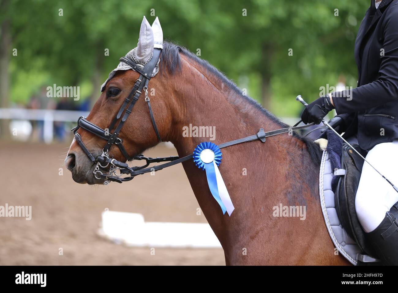 Unknown competitor ride a sport horse on equitation event at summertime ...