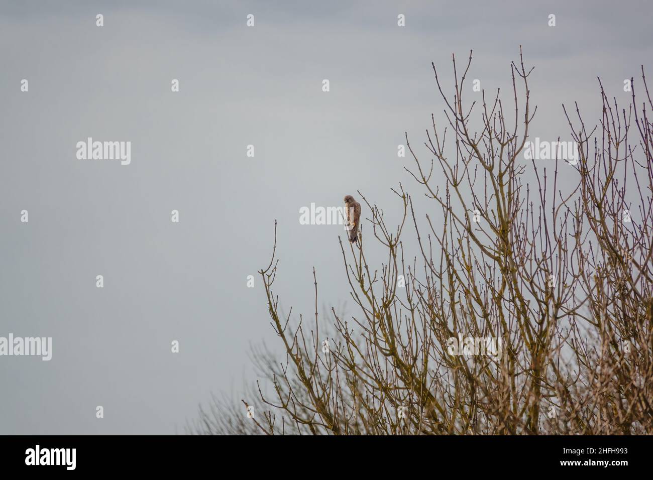 wild adult kestrel (Falco tinnunculus) bird of prey raptor looking down ...
