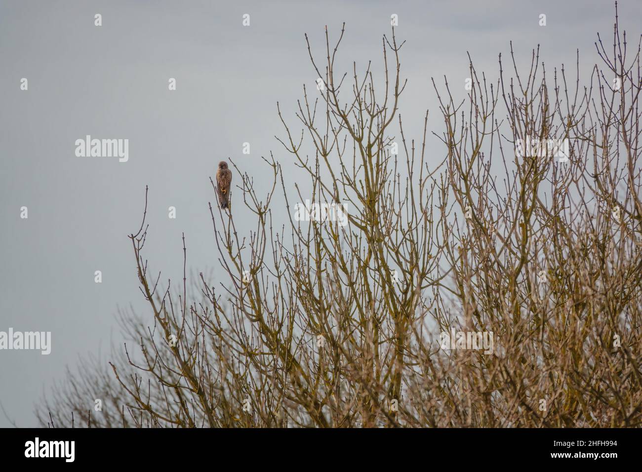 wild adult kestrel (Falco tinnunculus) bird of prey raptor looking down ...