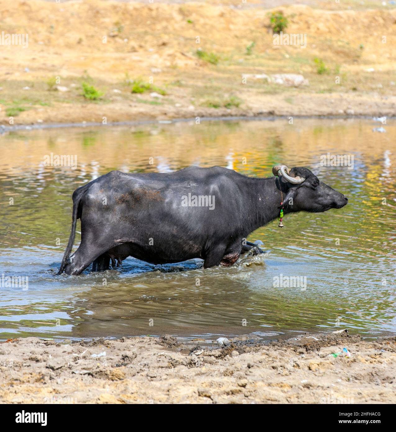 Water buffalo relaxes in hi-res stock photography and images - Alamy